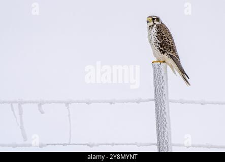 Peregrine Falcon in Flight Winter Saskatchewan Canada Stock Photo - Alamy