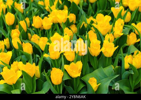 Yellow vivid tulips with leaves greenery, flowers field close-up with ...