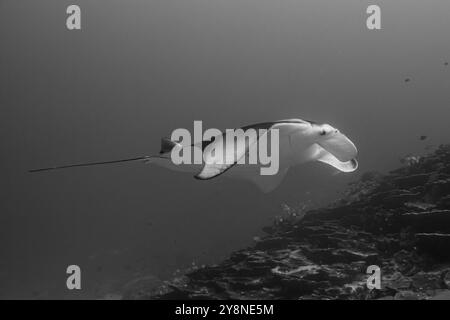 Maldives, Reef Manta Ray (Mobula alfredi Stock Photo - Alamy