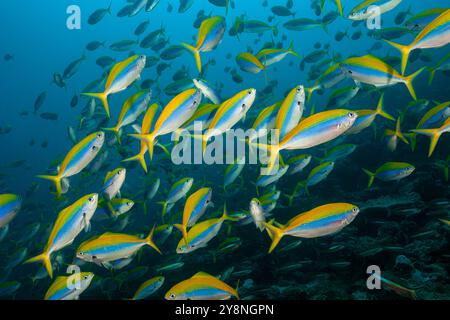Maldives, Yellowback Fusilier (Caesio xanthonota Stock Photo - Alamy