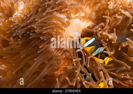Maldives, Yellowtail Clownfish, Clark's Anemonfish (Amphiprion clarkii ...