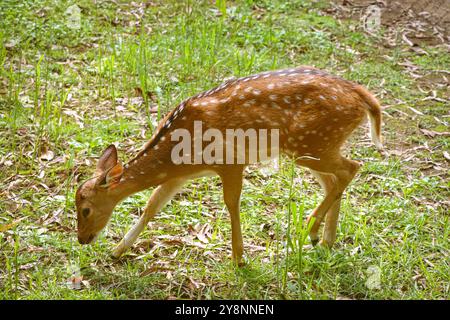 A cute little spotted deer in the valley on a sunny day Stock Photo - Alamy