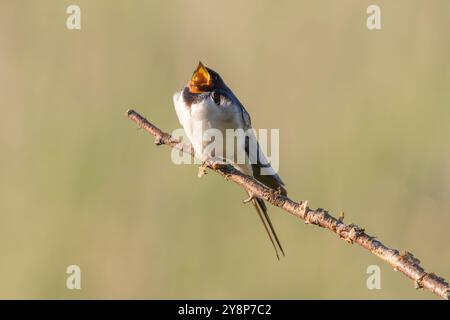 Barn Swallow (Hirundo rustica) research, rings collected by villagers ...
