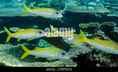 Maldives, Bigeye Yellow Snapper (Lutjanus lutjanus Stock Photo - Alamy
