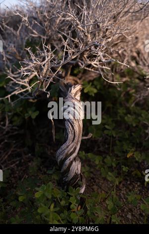 Mediterranean juniper (Juniperus turbinata Stock Photo - Alamy