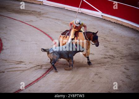Bull charging horse at bullfighting ring Stock Photo - Alamy