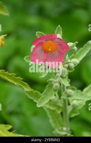 Spring flowers of satin poppy or Meconopsis napaulensis pink form in UK ...