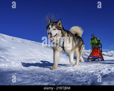 Sleddog scene in the italian alps Stock Photo - Alamy