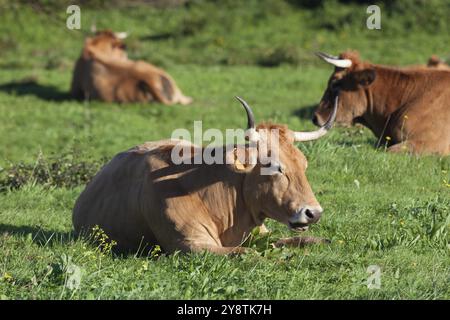 Cows in Llanes, Asturias, Spain Stock Photo - Alamy