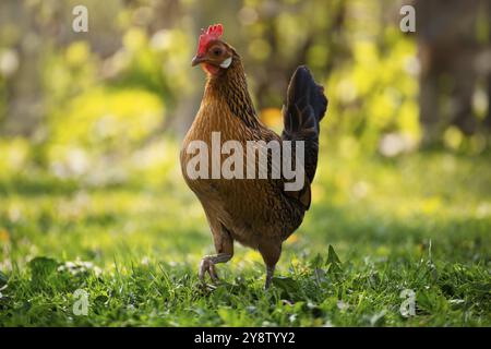 A hen grazing on green backyard grass Stock Photo - Alamy
