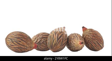 seeds of fox tail palm isolated white background, large oval shaped ...