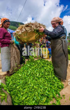 Tea leaf pickers having their baskets full of tea leaves weighed on a ...