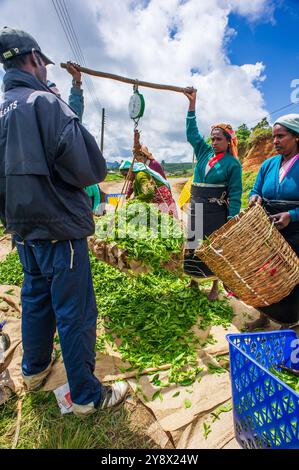 Tea leaf pickers having their baskets full of tea leaves weighed on a ...