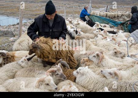 Roundup of sheep near Qassiarsuk, Greenland Stock Photo - Alamy