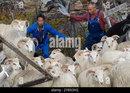 Roundup of sheep in Eqaluit Ilua, Greenland Stock Photo - Alamy