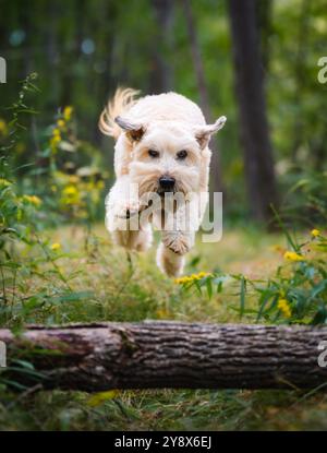 Cute fluffy wheaten terrier dog laying on fallen leaves in autumn Stock ...