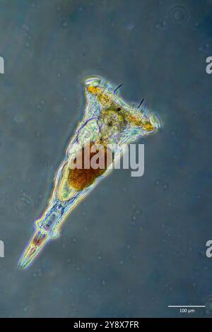 Marine rotifer from genus Synchaeta. Collected from surface water off ...