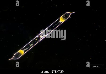 Diatom - from marine plankton sample Stock Photo - Alamy