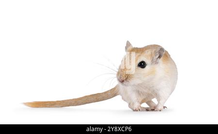 Young adult golden Gerbil aka Meriones unguiculatus. Standing side ways ...
