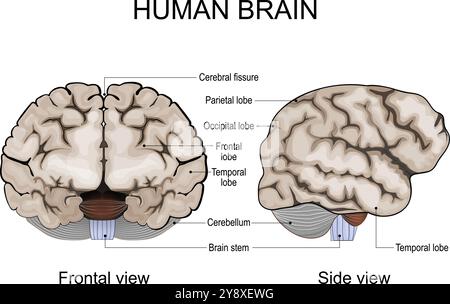 Human brain structure. Hemispheres and lobes of the cerebral cortex. frontal, temporal ...
