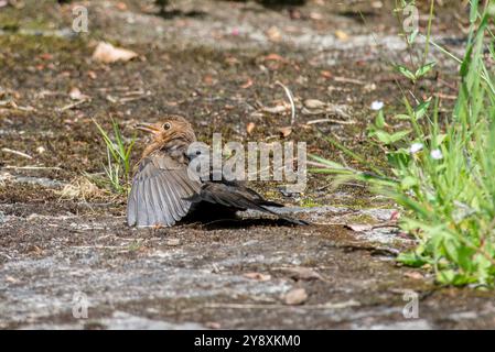 Juvenile blackbird, terdus merula, sunning itself in a garden in ...