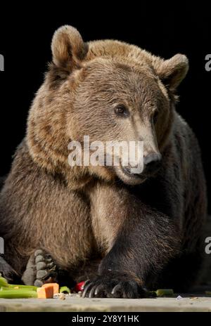 Boki, a two-year-old brown bear is prepared ahead of surgery by ...