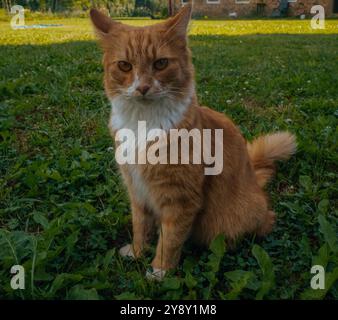 Cat poses for the camera Stock Photo - Alamy