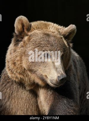 Boki, a two-year-old brown bear is prepared ahead of surgery by ...