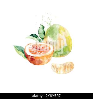 Hand Drawn Watercolor pomelo Fruit. Vector illustration Stock Vector ...