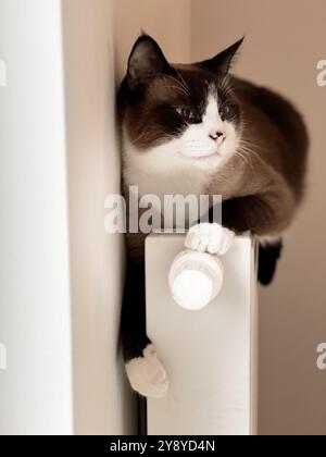 A white cat, sleeping at the heating radiator Stock Photo - Alamy