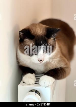 A cat warms its paws on a radiator Stock Photo - Alamy