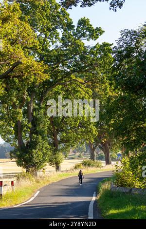 Rear view of a woman walks down a tree-lined street, wearing a ...