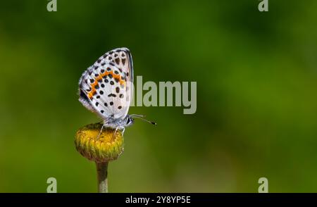 a wonderful little butterfly with black dots,Checkered Blue, Scolitantides orion Stock Photo - Alamy