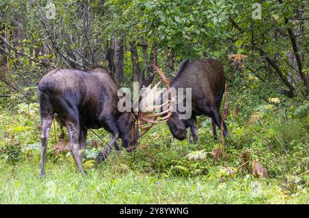 Pair of Alaska Yukon Bull Moose Fighting in Alaska in Autumn Stock ...