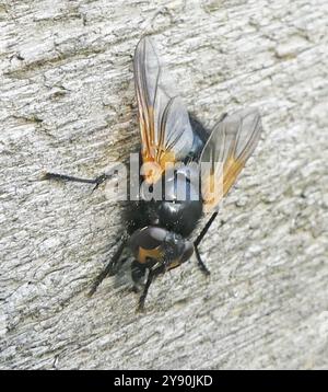 NOON FLY Mesembrina meridiana Photo: Tony Gale Stock Photo - Alamy