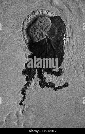 Nature's art, a monochromatic render of a spotted jelly fish washed up ...