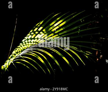 Backlit fern leaves, with overlapping fronds creating more patterns ...