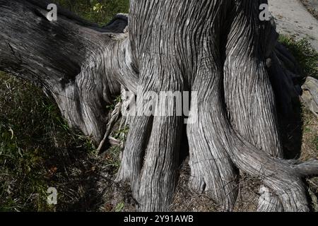 Large cedar stump with grey texture and design in sandy soil Stock ...