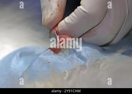 Castration of a tomcat, removal of testicles, vet, testicles Stock ...