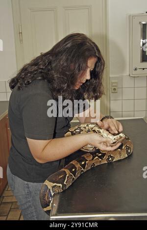 Boa constrictor, king snake, examination at the vet Stock Photo - Alamy