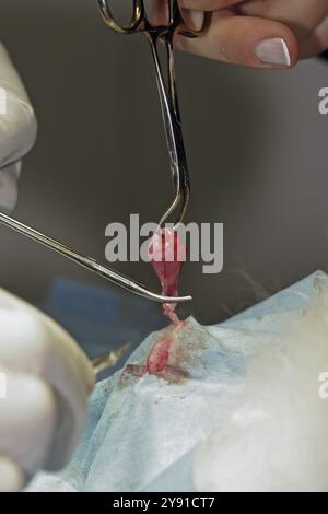 Castration of a tomcat, removal of the testicle, vet Stock Photo - Alamy