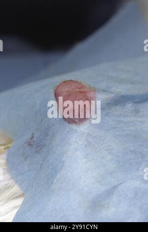 Castration of a tomcat, removal of the testicle, vet Stock Photo - Alamy