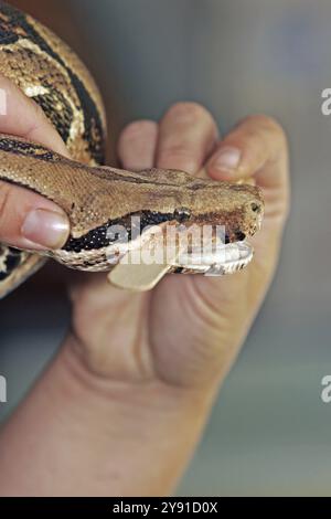Boa constrictor, king snake, examination at the vet Stock Photo - Alamy