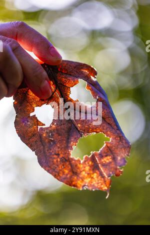 Leaf with a horror expression on its face in Millersylvania State Park ...