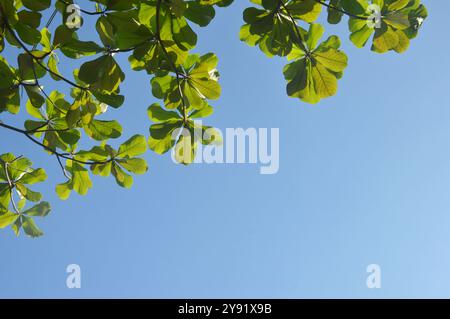 Terminalia catappa tree against the sjy Stock Photo - Alamy