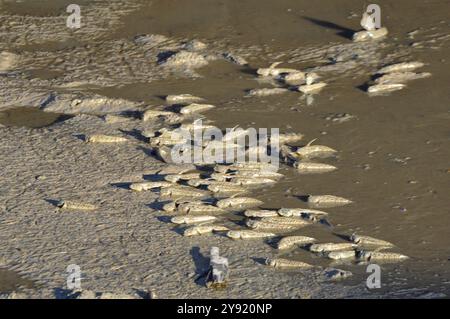 swarms of mud fish on the seafront Stock Photo - Alamy