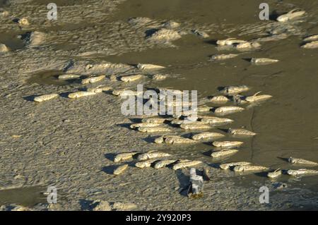swarms of mud fish on the seafront Stock Photo - Alamy