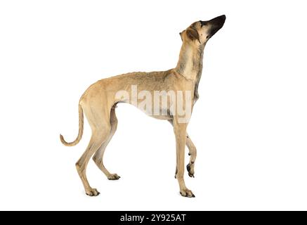 Cute Arabian Sloughi dog isolated on a white background Stock Photo - Alamy