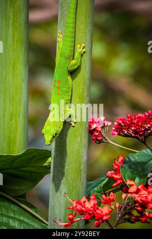 The Madagascan giant day gecko, a vibrant green lizard, thrives in the ...