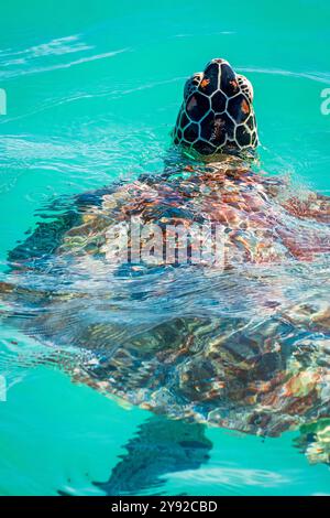 Green Sea Turtle breaking surface to breath Stock Photo - Alamy